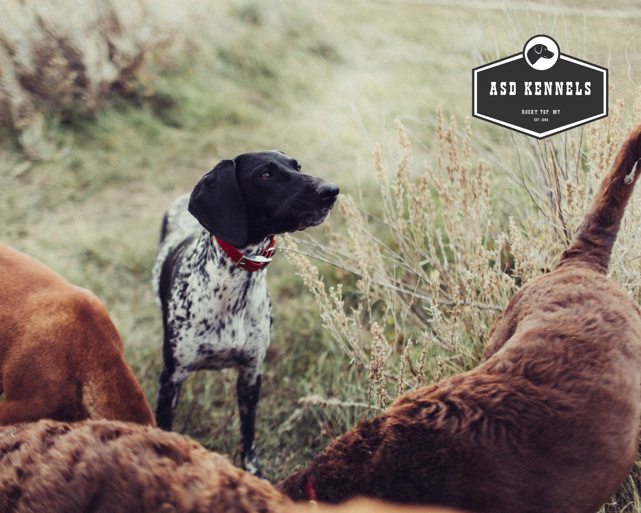 ASD Kennels | Your Montana Breeders of Choice!